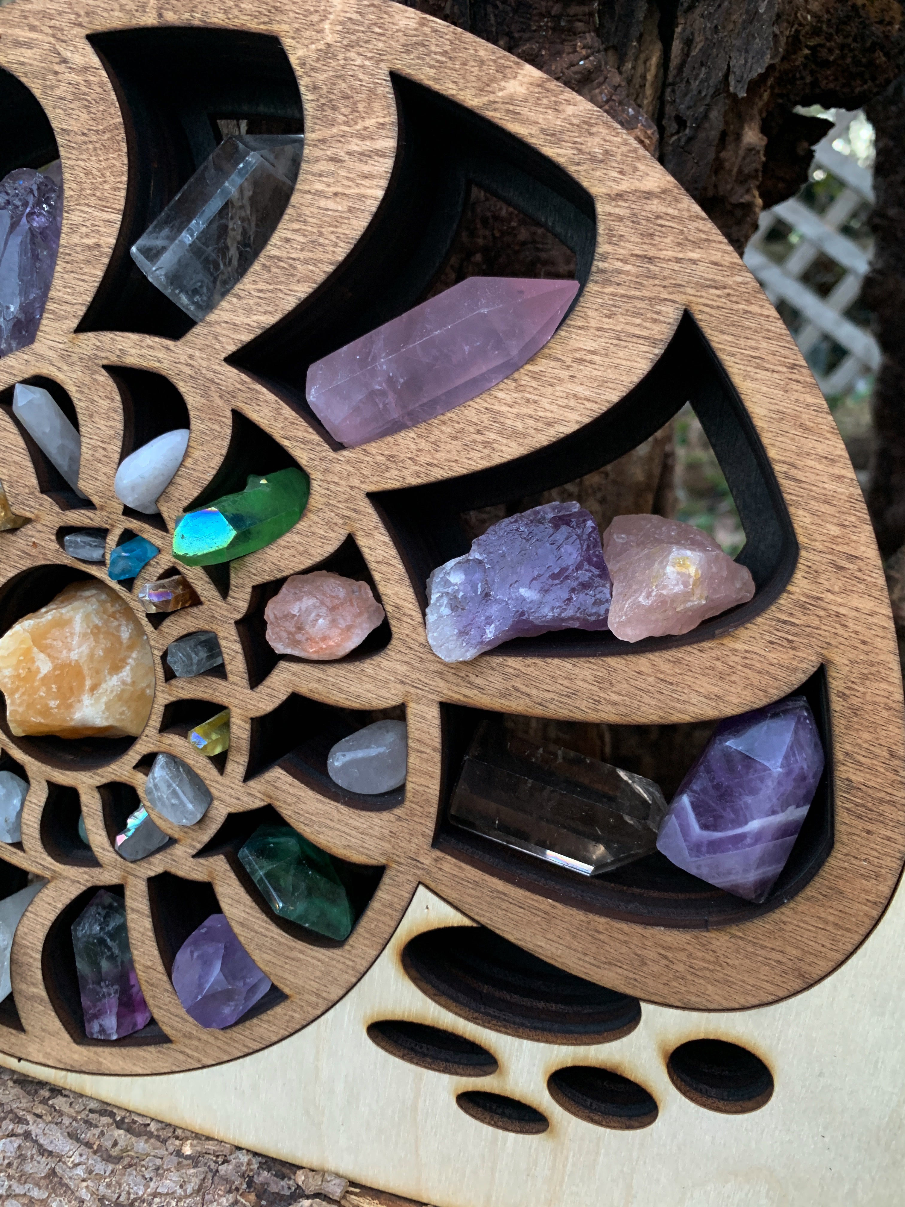 *Made To Order* Ammonite Shell Snail Backlit Crystal Shelf Luminous La ...